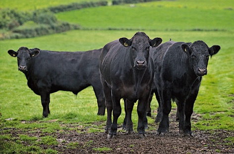 Aberdeen Angus Beef | Aberdeen Angus Facts | Tesco Real Food